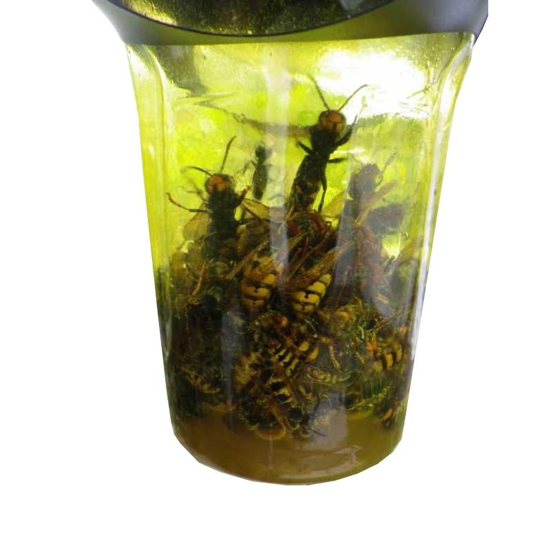 Vespa catch - trap for vespa velutina with liquid attractive